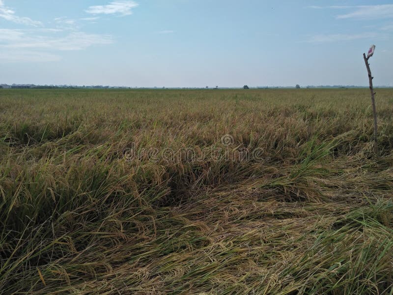 Paddy Trees Fall in the Fields Stock Photo - Image of soil, meadow ...