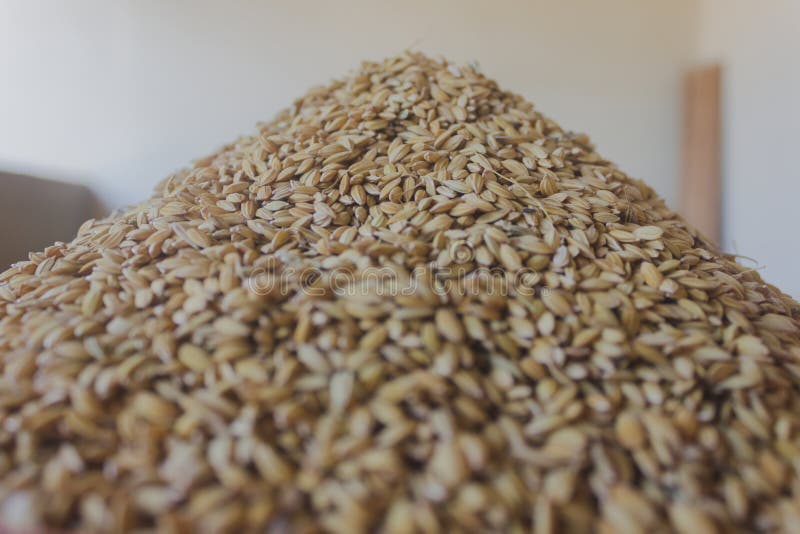 Paddy or Unhusked Rice on Top View Stock Photo - Image of wooden ...