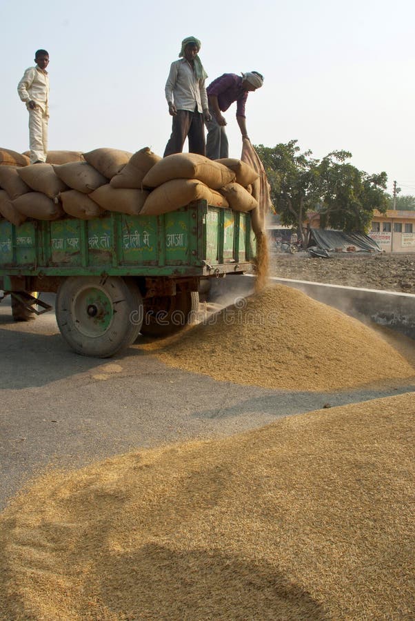 Paddy unloading editorial stock image. Image of agriculture - 22786614