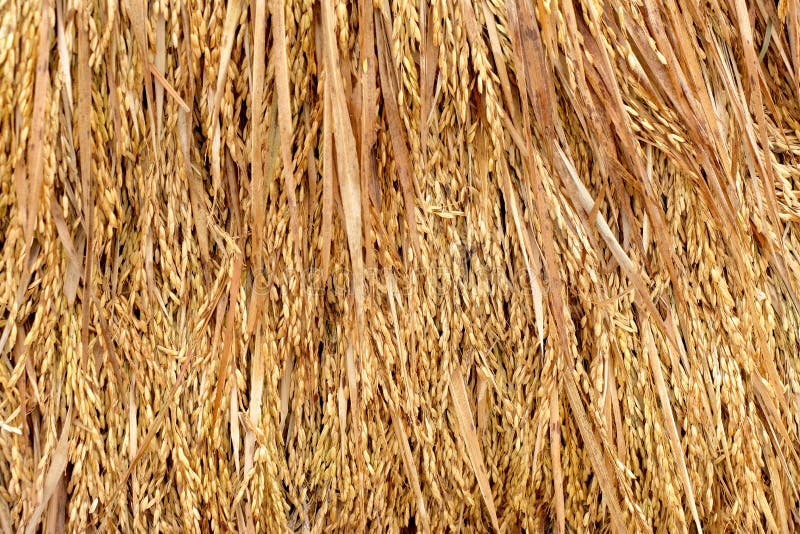 Paddy, unmilled rice. stock image. Image of field, bundle - 69757031