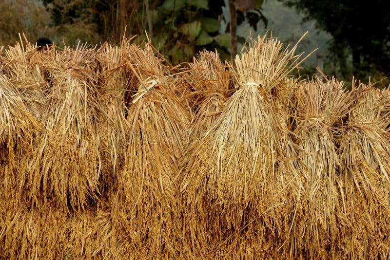 Paddy, Unmilled Rice, Bundle of Rice. Stock Photo - Image of full ...