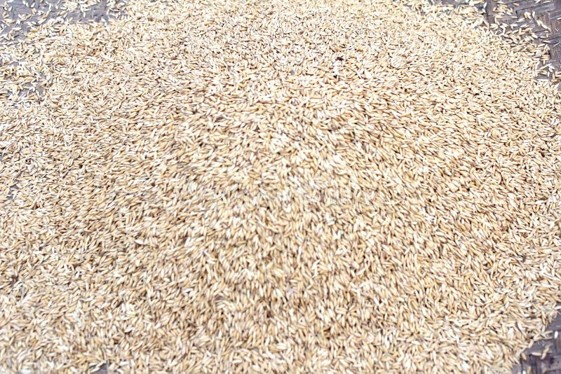 Paddy in Vietnam. . Cook the Rice Stock Image - Image of food, crop ...