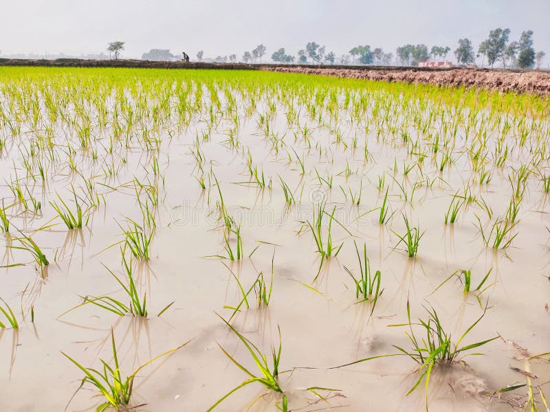 Paddy Water Land in Kolkata, India Stock Image - Image of kolkata ...