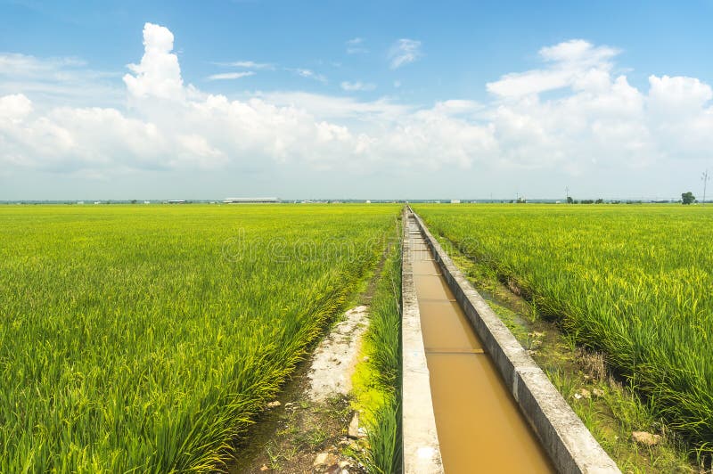 Paddy water supply stock photo. Image of live, backup - 35039280