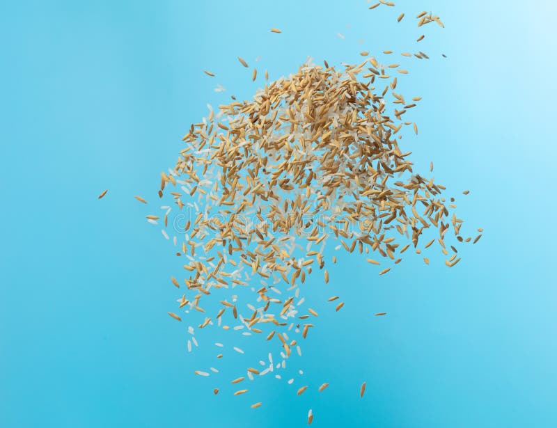 Paddy White Rice Grain Fly in Mid Air. Yellow Golden Paddy Rice Falling ...