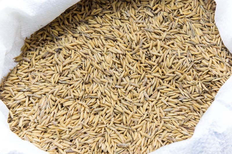 Paddy Yellow stock photo. Image of field, background - 98231276