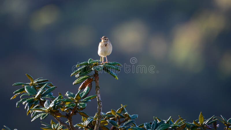 Paddyfield Pipid Bird Front View, Sitting on Top of an Azalea Tree ...