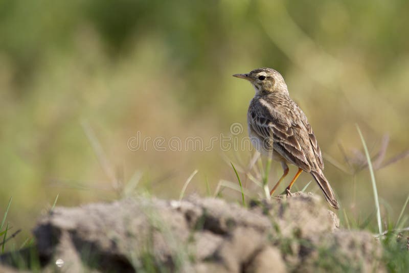Paddyfield Pipit Standing on a Small Rock, in Nepal Stock Photo - Image ...