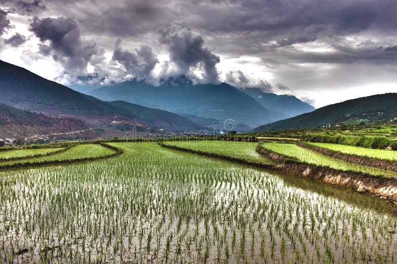 Paddyfields on the Hillside Stock Photo - Image of paddyfields ...