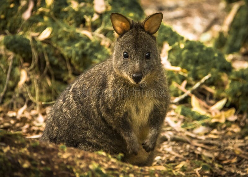 Pademelon - Mamífero Marsupial Australiano Nativo Imagen de archivo ...