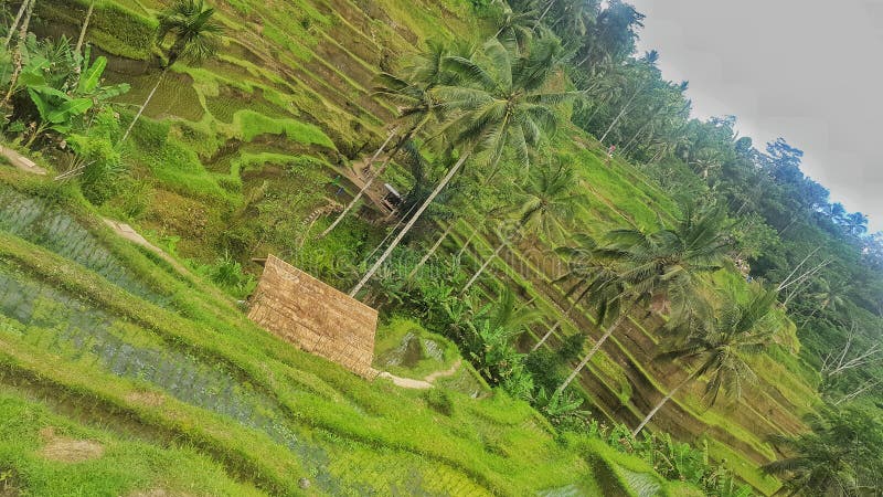 Padi bukit stock image. Image of field, paddy, padi, rice - 87788777