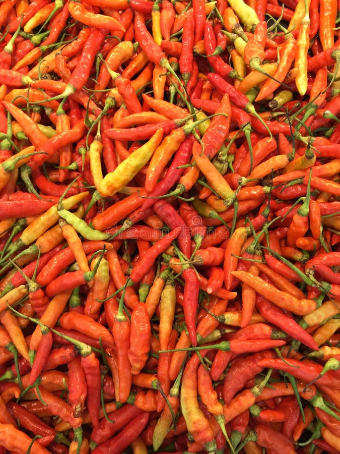 Padi Chili стоковое фото. изображение насчитывающей соус - 58178092