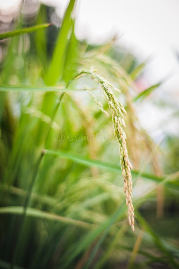 Padi stock photo. Image of stilllife, industry, ripe - 32190608