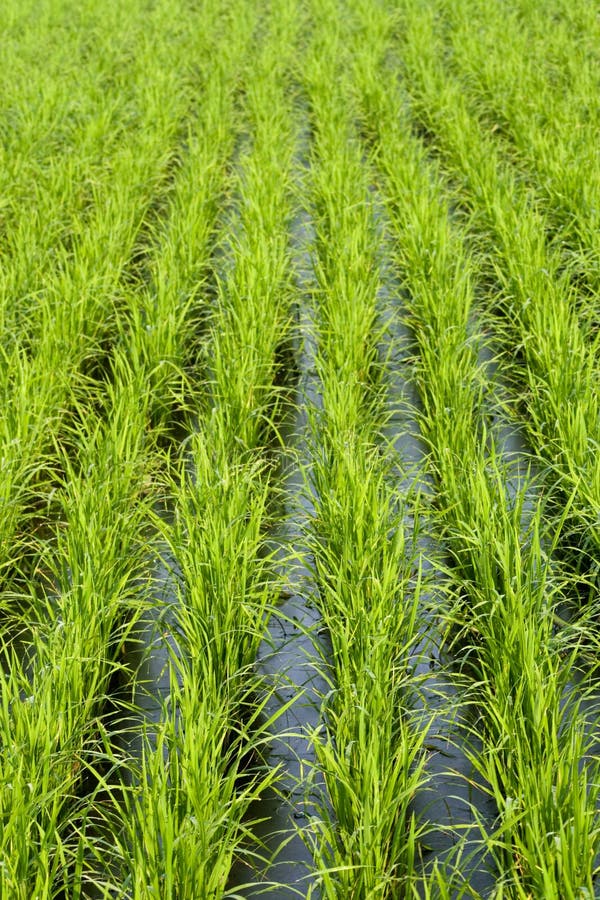 Padi Field stock image. Image of morning, sweat, agriculture - 10150287