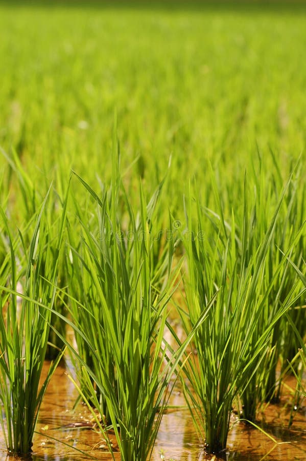 Padi field stock image. Image of field, paddy, nature - 32042539