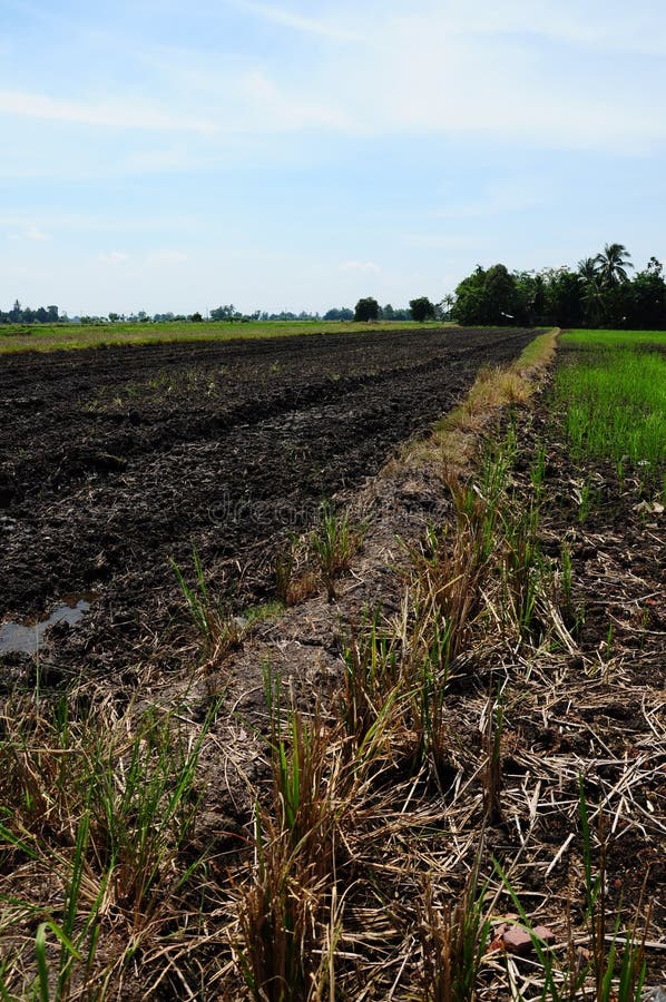 Padi Field stock photo. Image of water, soil, tree, agronomy - 14227316