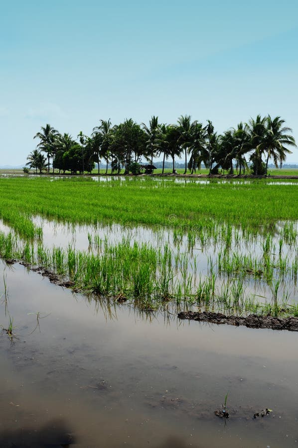 4,858 Padi Photos - Free & Royalty-Free Stock Photos from Dreamstime