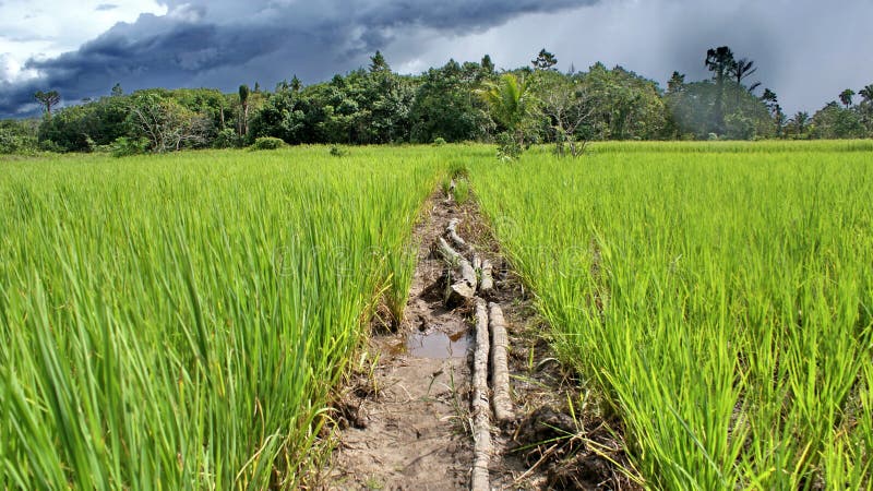 Padi field stock image. Image of field, paddy, nature - 32042539