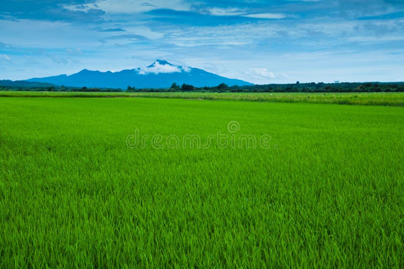 Padi field stock image. Image of field, paddy, nature - 32042539