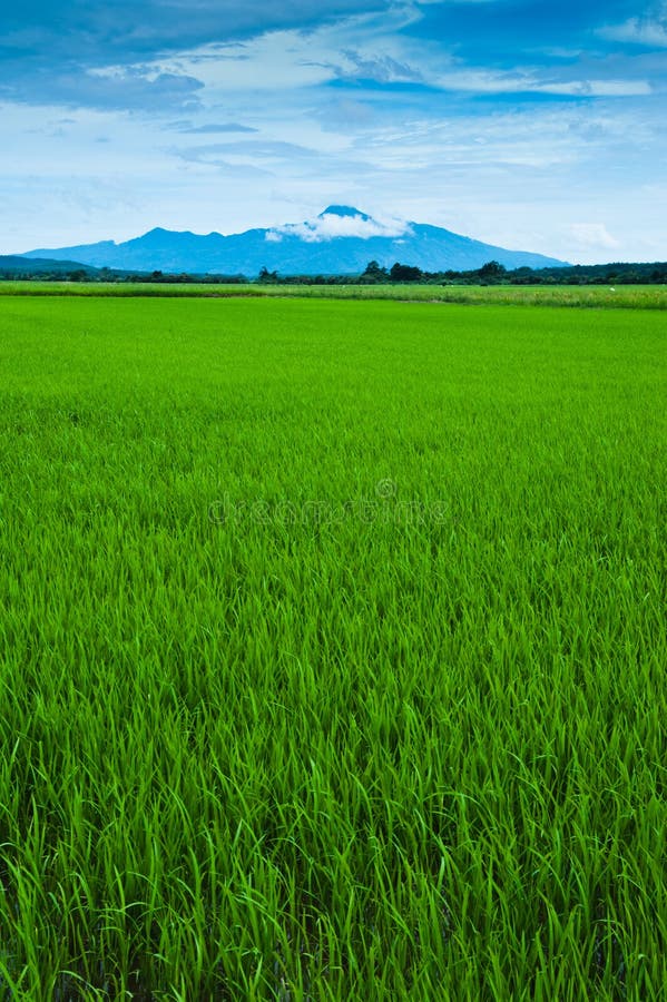 Padi Field stock photo. Image of padi, agriculture, water - 25613228