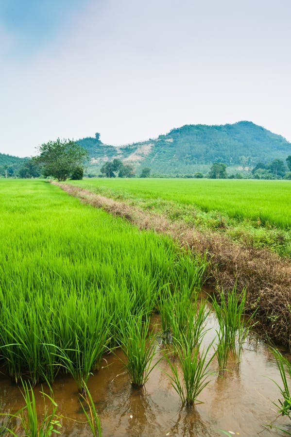 Padi Field stock photo. Image of agriculture, field, agronomy - 25899864
