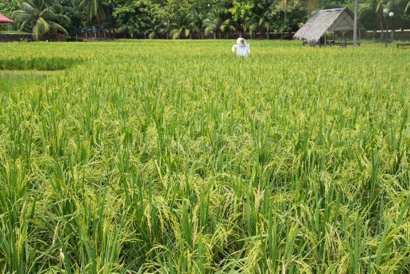 Padi field stock image. Image of field, paddy, nature - 32042539
