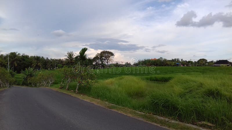 Padi field at Bali stock photo. Image of grassland, road - 198534848