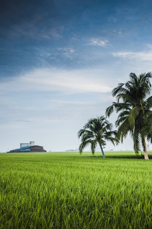 Padi Field stock image. Image of nature, selangor, sekinchan - 92332335