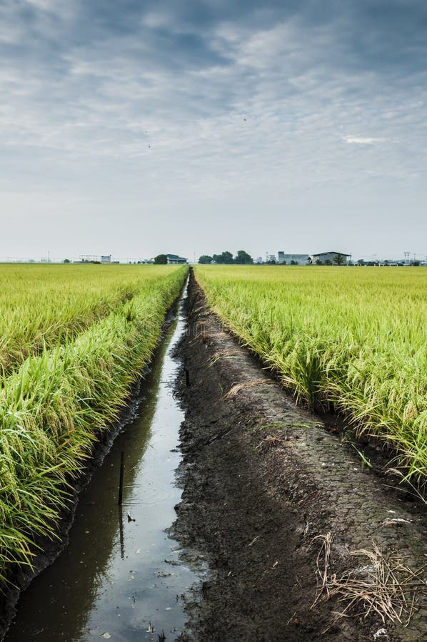 Padi Field stock photo. Image of travel, green, sekinchan - 92332794