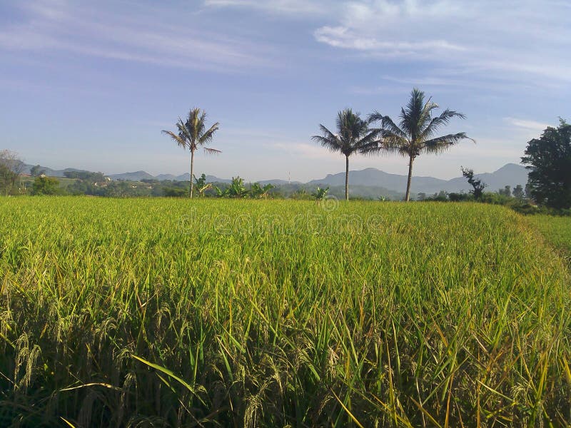 Padi field stock image. Image of field, yield, padi, ready - 55653947