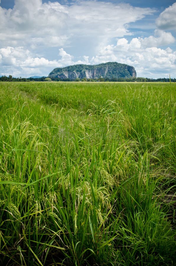 Padi Field and Mountain stock photo. Image of green, food - 22947946