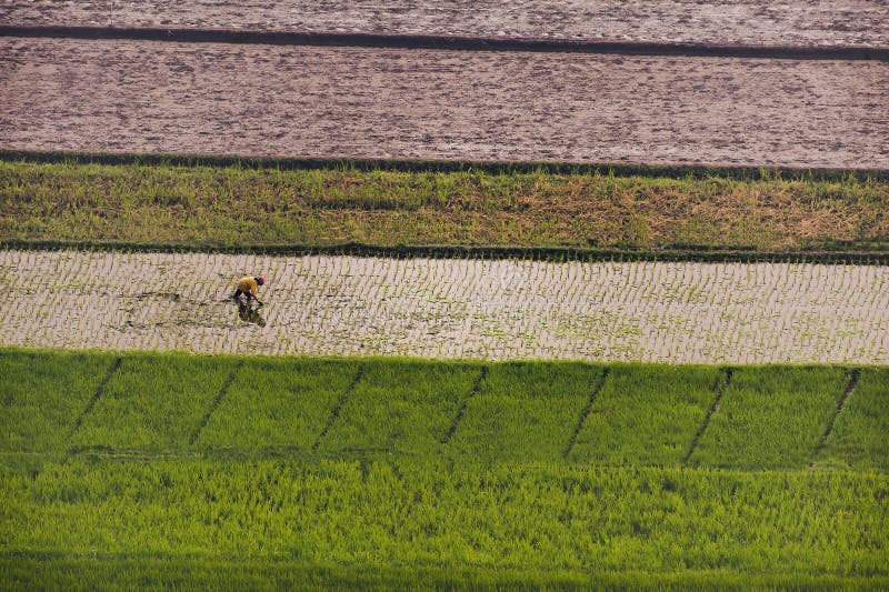 Padi field stock image. Image of indonesia, tropical - 93979973