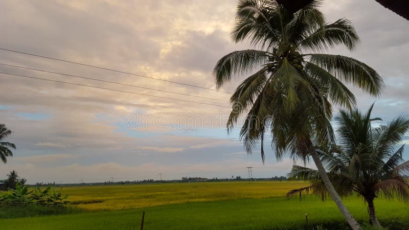 Padi Field in Sungai Besar, Malaysia Stock Image - Image of wind, tree ...