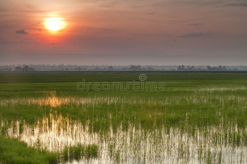 Padi Field sunrise stock photo. Image of village, sunrise - 34384002