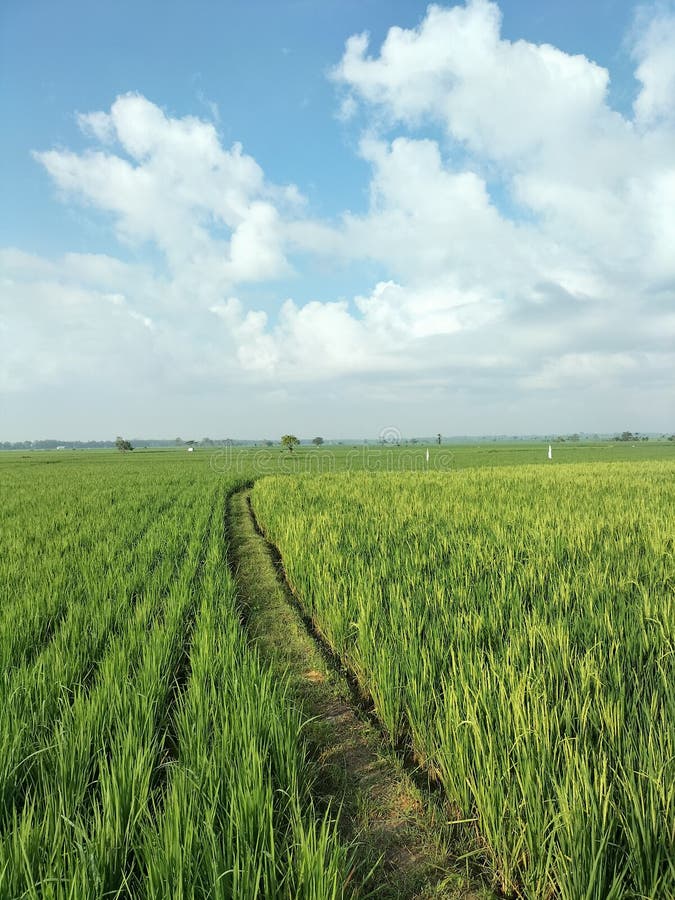 Padi Field very beautiful stock image. Image of horizon - 248631013
