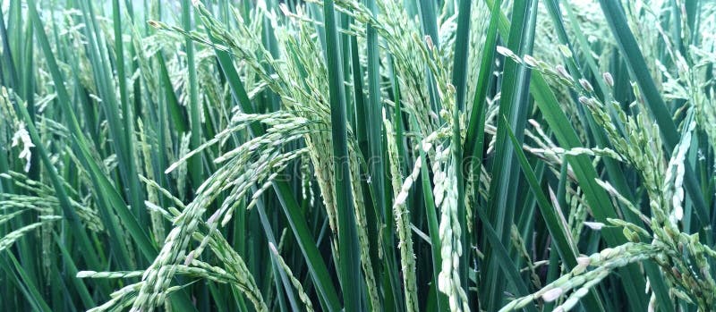 Padi & X28;Oryza Sativa& X29; is a Plant of Basic Needs Stock Photo ...