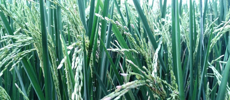 Padi & X28;Oryza Sativarice& X29; is a Plant of Rice Stock Photo ...