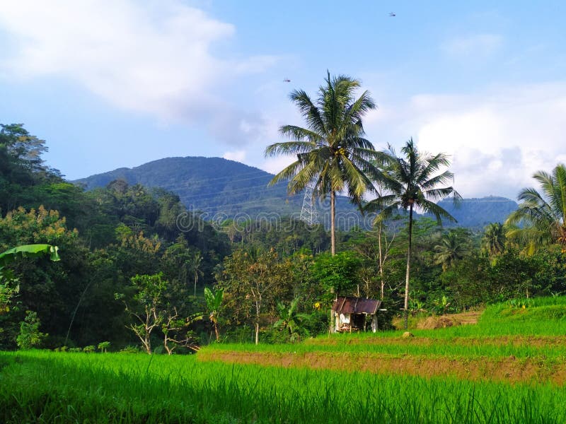 Padi Rice Field in the Morning Stock Image - Image of tree, padi: 293000017
