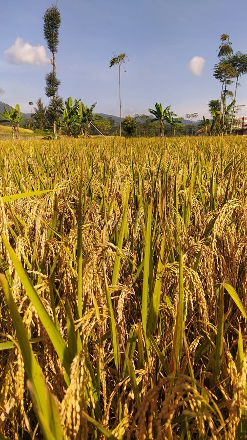 4,899 Padi Photos - Free & Royalty-Free Stock Photos from Dreamstime