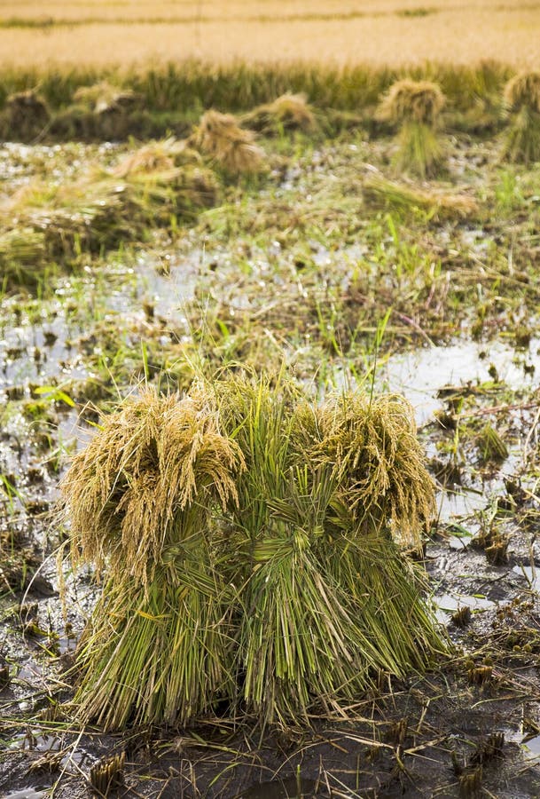 Padie stock foto. Image of groei, cultiveer, padie, weide - 11414458