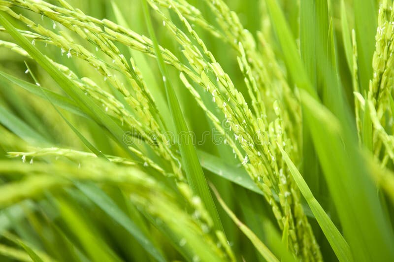 Padie stock afbeelding. Image of azië, platteland, voedsel - 13152599