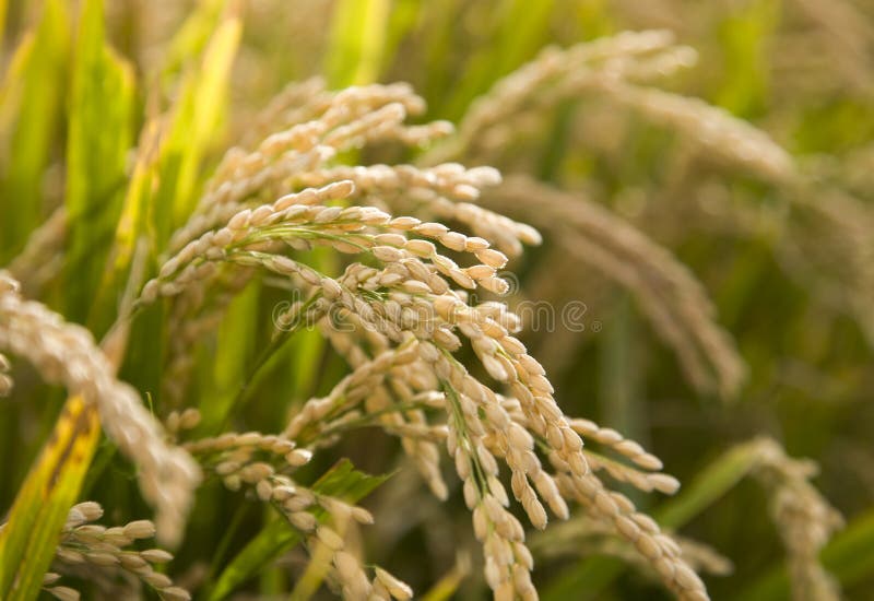 Padie stock foto. Image of rijst, gebied, nave, landbouw - 13819358