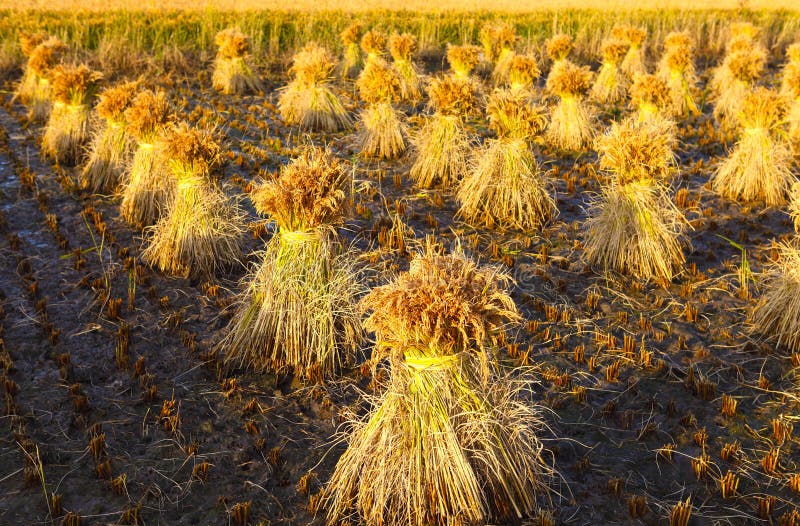 Padie stock afbeelding. Image of economie, land, gebladerte - 17420751