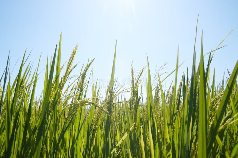 Het gebied van de padie stock afbeelding. Image of achtergrond - 7540961