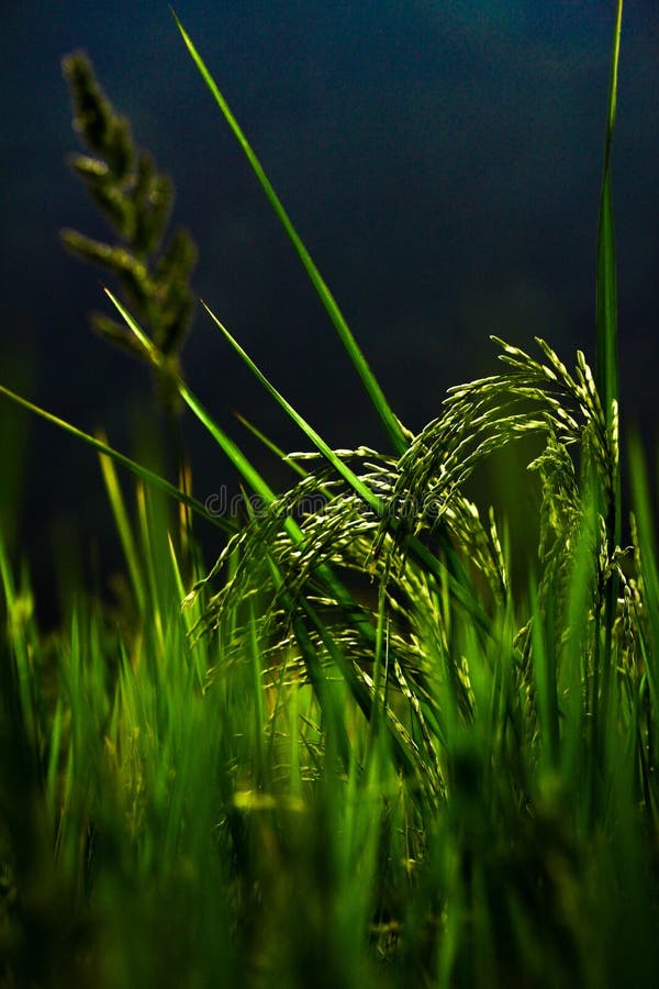 Padie stock afbeelding. Image of landschap, mooi, azië - 89099323