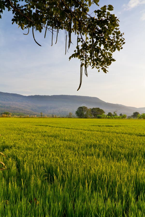 Padie en berg stock afbeelding. Image of rijst, seizoen - 22530085
