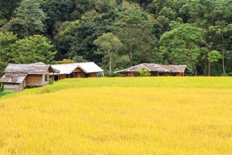 Padie Groene En Gouden Padievelden Stock Foto - Image of aziatisch ...