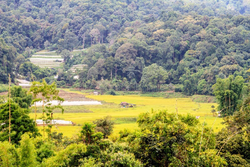 Padie Groene En Gouden Padievelden Stock Foto - Image of patroon, nave ...