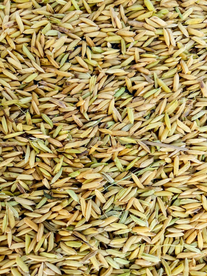 Padieachtergrond stock foto. Image of ingrediënt, voedsel - 102728476