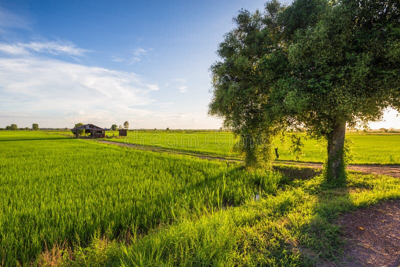 Rijstveld en blauwe lucht stock foto. Image of weide - 201069054